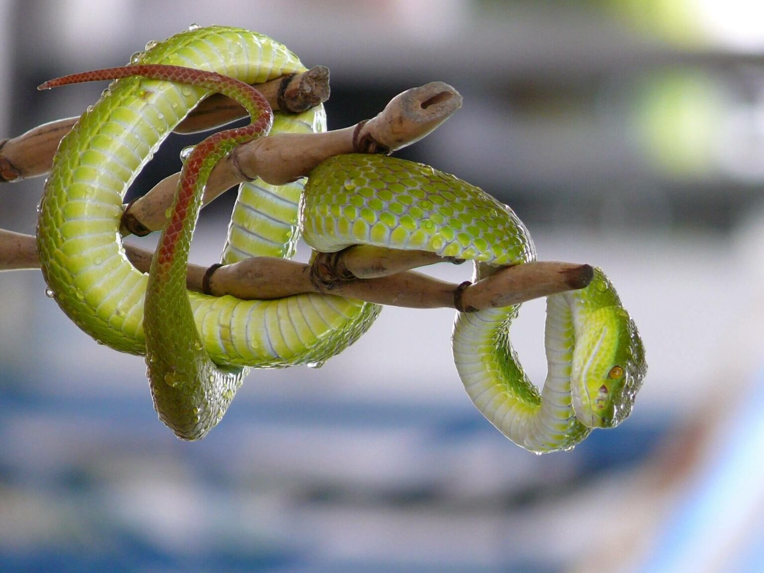 Snake Farm 1 | travelistas.info- die Reise-Insider